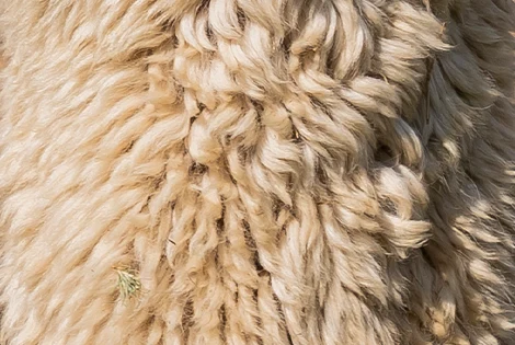 Vicuña - Alpaca - Wool - Alpachany